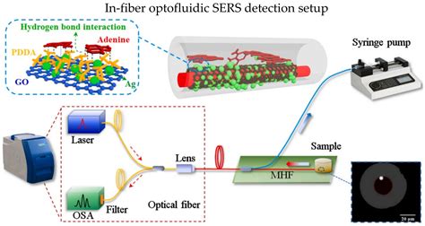 Applications Of Optical Fiber In Label Free Biosensors And Bioimaging