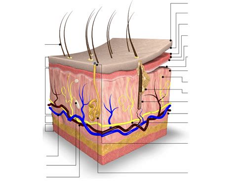 Layers Of The Skin Integumentary System Unit 8 Quiz
