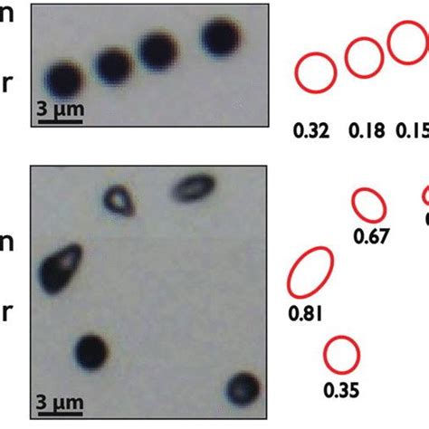 Selected Dislocation Etch Pit Regions From Clusters A And E With Download High Resolution