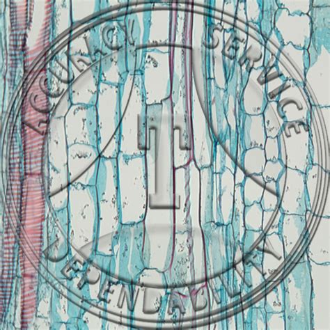 Coleus Stem Ls Prepared Microscope Slide