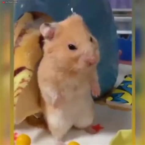 Sad Hamster Meme Template R Indiandanktemplates