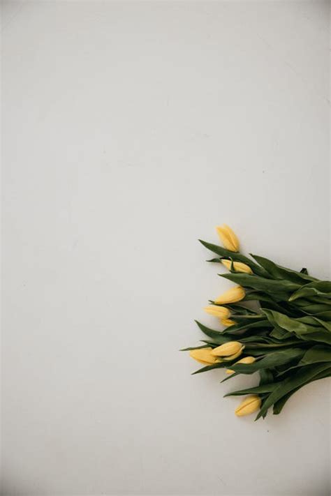 Copy Space 계절 고요한 교활한 구성 꽃 꽃꽂이 꽃다발 꽃무늬 꽃병 꽃잎 노란 튤립 다발 단순한 미니멀리스트 미니멀리즘 밝은 배열 봄