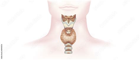 Hypothyroidism Vs Hyperthyroidism Healthy And Unhealthy Thyroid Test Thyroid Tumour And