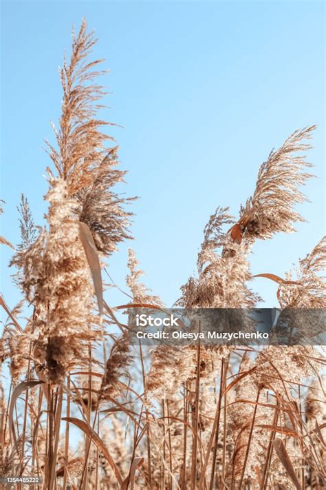 가벼운 파스텔 색상 대지 층 대자 씨앗으로 야외에서 드라이 리드 베이지 리드 잔디 팜파 잔디 추상적 인 자연 배경 무성 색으로 아름다운 패턴 미니멀하고 스타일리시한 트렌드