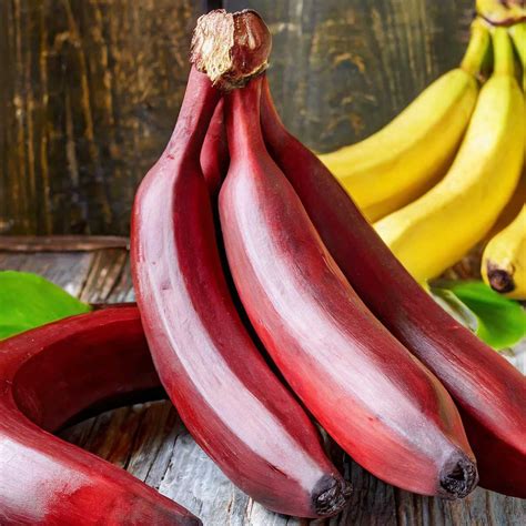 Sapote Fruit Varieties Facts And Surprising Health Benefits