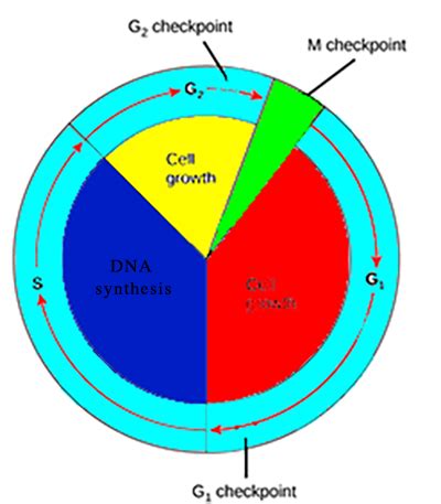 Cell Cycle Diagram With Checkpoints