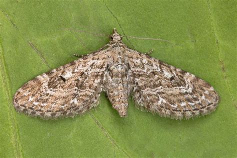 Narrow Winged Pug Kent Moths