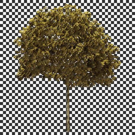 Maple Tree Decal A23d