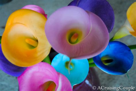 Lily Calla Plant At Harold Herron Blog