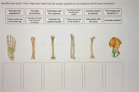 Solved Identify Each Bone Then Drag Each Label Into The Chegg Com