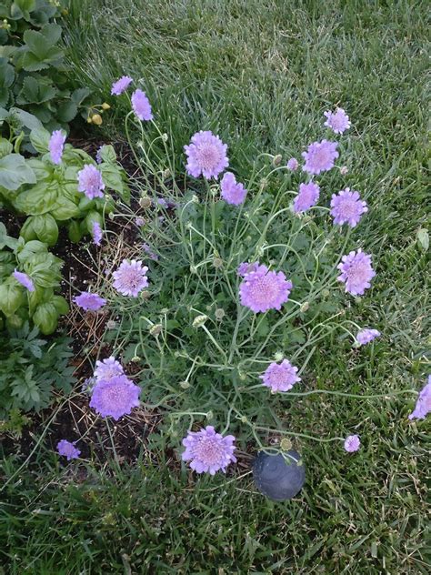 Kcdgarden Scabiosa Graminifolia