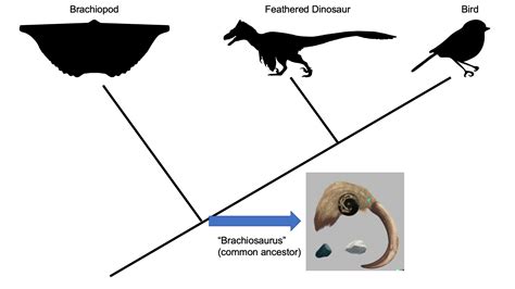 Pri Announces Discovery Of Feathered Brachiopod Fossil