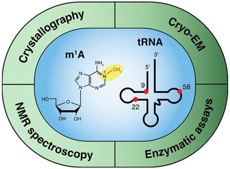 Rna Modifications