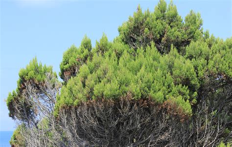 Juniperus excelsa - Изображение особи - Плантариум