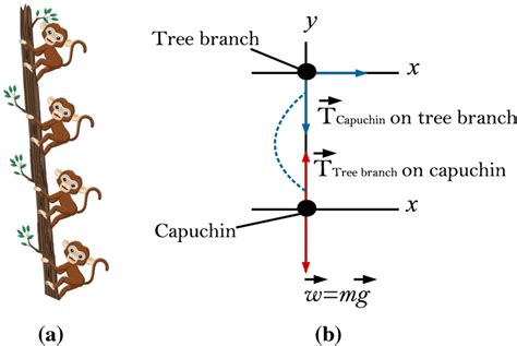A A Conceptual Model Of A Capuchin Climbing Up A Tree And B An