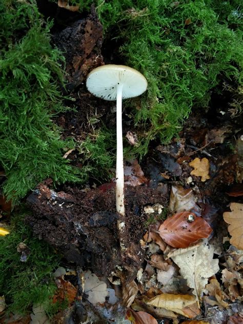 Misidentifying Fungi October