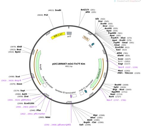 Puc18r6kt Mini Tn7t Km载体图谱质粒图谱、序列、价格、抗性、测序引物、大小等基本信息生物风载体
