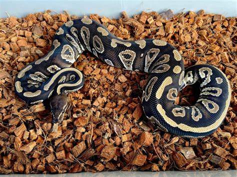 Blackhead Mystic Ball Python By On The Ball Pythons Morphmarket Blackhead Mystic Ball Python By On The Ball Pythons Morphmarket