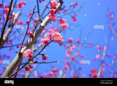 Pink Flower Blooms Of The Japanese Ume Apricot Tree Prunus Mume Stock