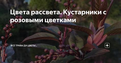 Цвета рассвета Кустарники с розовыми цветками Всё травы да цветы Дзен