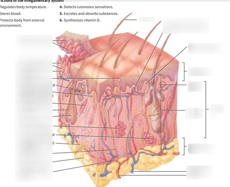 Diagram Of Ch 5 Integumentary System Quizlet Diagram Of Ch 5 Integumentary System Quizlet