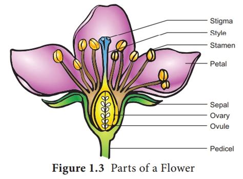 Sexual Reproduction In Plants