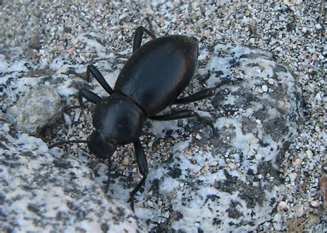 Large Smooth Black Beetle Coelocnemis Magna Bugguidenet