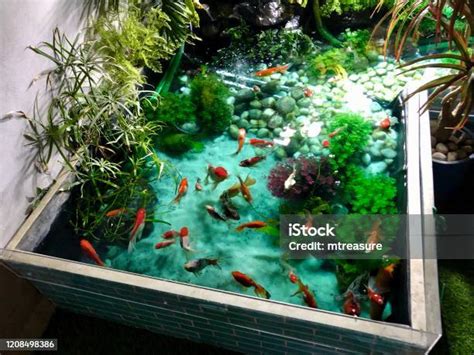 빨간색 흰색과 검은 잉어 팬 테일 금붕어 Shubunkins 및 혜성 높은 전망을 포함하는 가짜 잔디와 폭포와 약어 물고기 연못 물 기능의 이미지 비단잉어에 대한 스톡 사진