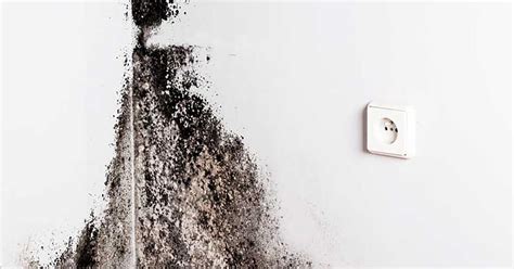 8 Razones Por Las Que Aparece Moho En El Baño Y Cómo Evitarlo Para Siempre Infobae