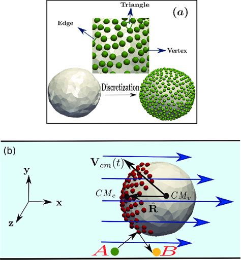 A Representation Of Triangulated Vesicle A Shows The Discretization