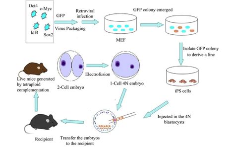 Schematic Depiction Of Production Of Mice Using Ips Cells And Download Scientific Diagram