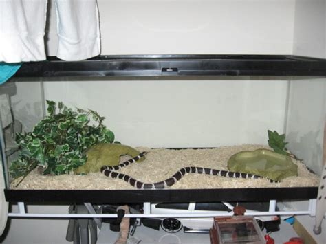 Ball Python Temperature And Humidity Guide For Care