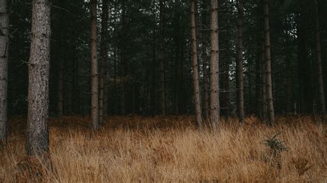 Forest Trees Grass Pines Conifer 4k Hd Wallpaper
