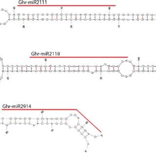 Predicted Stem Loop Hairpin Secondary Structures Of Three New Cotton Download Scientific