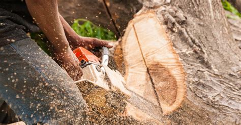 When Do I Need A Tree Removal Permit And Who Handles That