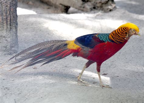 Avises Birds Of The World