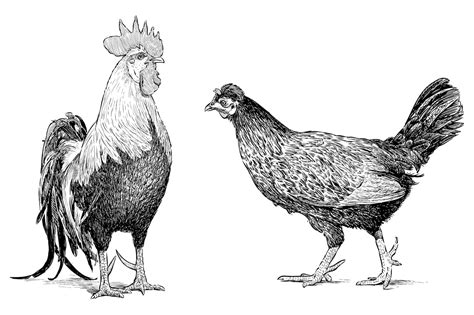 Premium Vector Hand Drawing Of Standing Big Domestic Cock And Walking Hen Farm Birds Vector