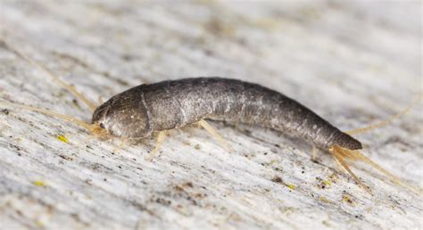 How To Prevent And Get Rid Of Silverfish Pest Defence