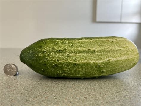 Absolute Unit Of A Pickle Rabsoluteunits