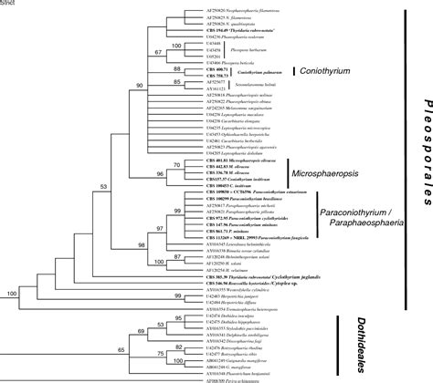 Figure 2 From Paraconiothyrium A New Genus To Accommodate The