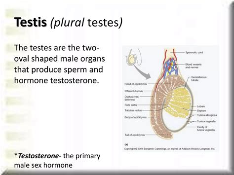 Male Reproductive System Pptx