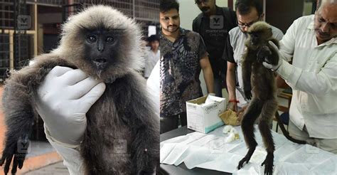 വഴിതെറ്റി വന്നതാണേ പാനൂരിൽ ഹനുമാൻ കുരങ്ങിനെ അവശനിലയിൽ കണ്ടെത്തി