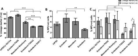 Undifferentiated Hipscs Ectodermal And Mesodermal Cells Were More Download Scientific Diagram