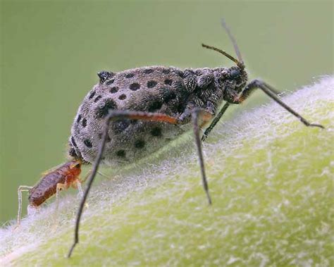 Issues In Aphid Biology Sexual Source Of Tuberolachnus Salignus