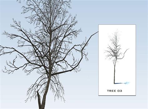 Sketchup 3d Trees Collection 1 By Sketchup Texture 50