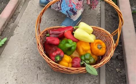 Что ни в коем случае нельзя сажать рядом с перцем чтобы он не вырос горьким Читайте на Ukr Net