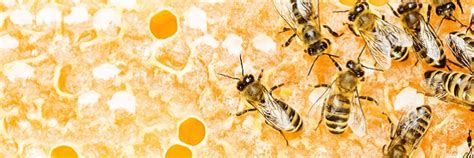 Fibonacci And Bees
