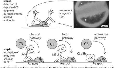 Figure 1 From On Chip Complement Activation Adds An Extra Dimension To Antigen Microarrays