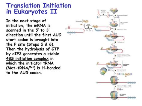 Genetic Codons And Translation Of Proteins Ppt