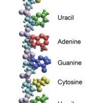 Illustrates Genetic Code Chart For RNA Image Credit Vijini Download Scientific Diagram